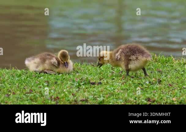 Close up of a beautiful yellow fluffy greylag goose baby gosling in ...