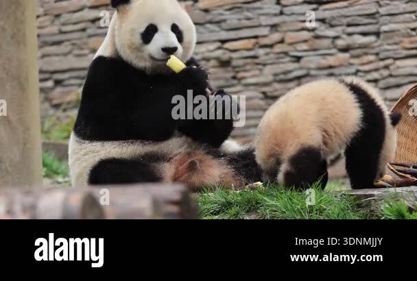 Two pandas sitting and eating bamboo snacks Stock Video Footage - Alamy