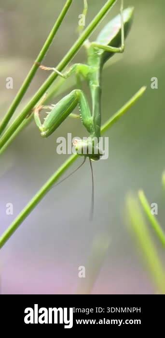 Tracking shot of a green praying mantis clinging to grass blades in a ...