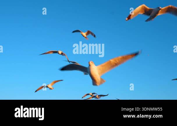 Numerous sea gulls flying in the blue sky. Some birds float on the ...