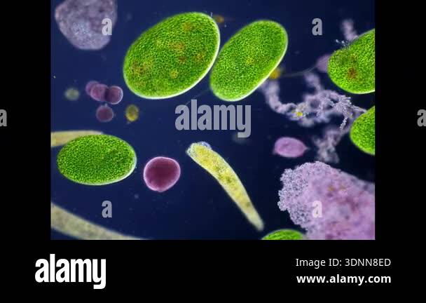 Microbiology CGI animation microorganisms biology Stock Video Footage ...