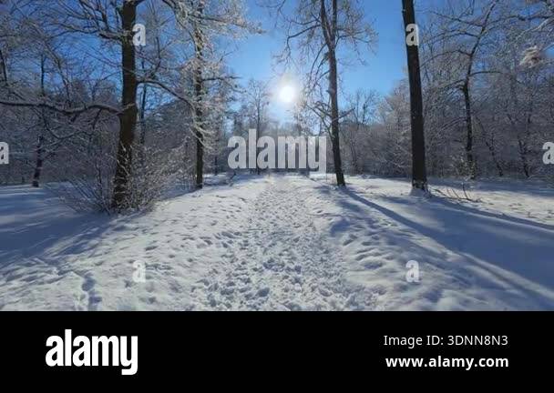 A pristine snowy path under a brilliant blue sky. The low winter sun ...