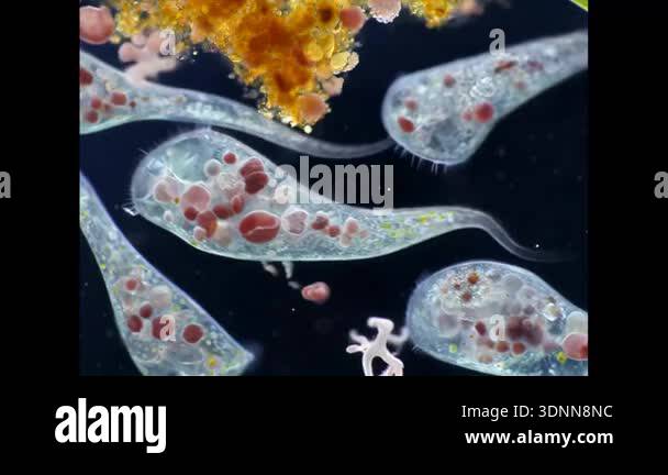 Microbiology CGI animation microorganisms biology Stock Video Footage ...