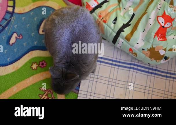 Beautiful gray dwarf rabbit. Cute animal and pet Stock Video Footage ...