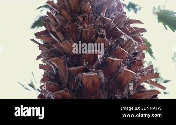 Details palm tree surface Stock Videos & Footage - HD and 4K Video ...