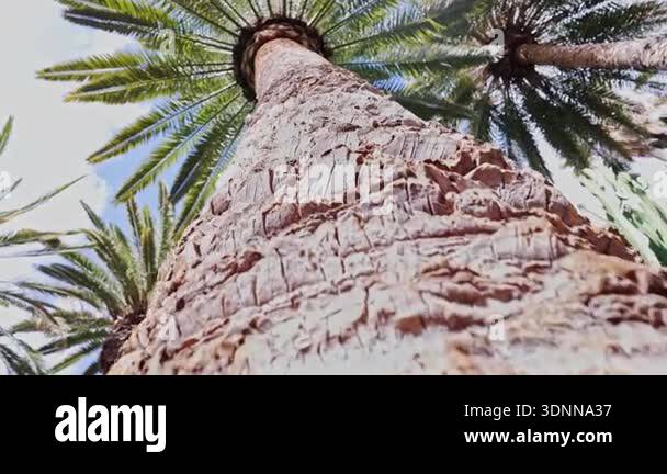Close-up view of palm tree trunk showing trimmed stem texture and ...
