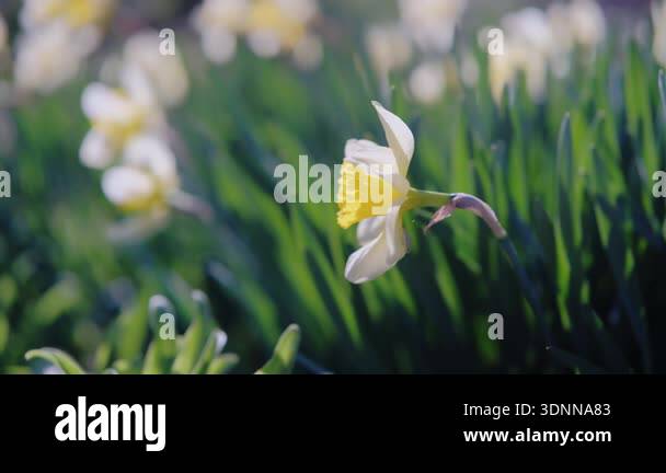 Yellow Daffodil Row By Roadside, TrumpetShaped Blooms Catching Warm ...