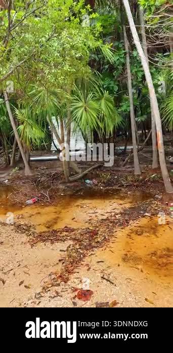 Walking by the tropical rainforest flooded with some water. Empty ...