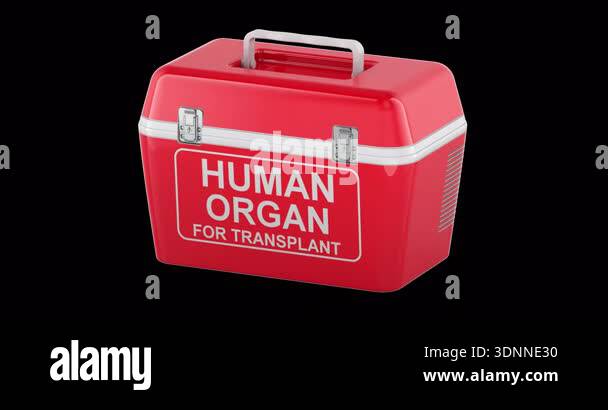 Red organ transport cooler box rotation animation seamlessly loopable ...