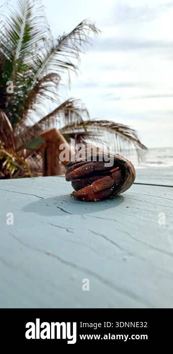 Beautiful crab climbs out of the shell. Palm trees wave in the wind at ...