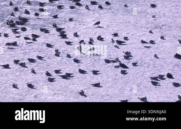 Large flock of wild ducks and seagulls resting on a vast, snow-covered ...
