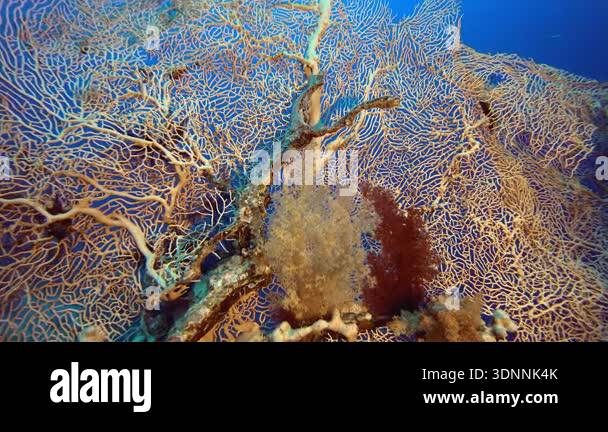Vibrant Soft Corals. Fish scenery. Soft-hard corals seascape. Vibrant ...