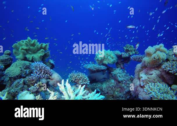 Undersea Reef Scene. Tropical underwater sea fish. Underwater fish reef ...