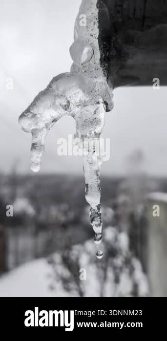 Melting rooftop icicle with droplet large clear icicle hanging from ...