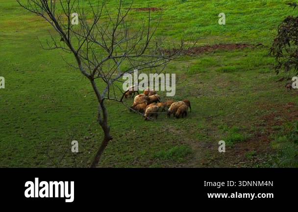 A small flock of sheep grazing together in a lush green pasture viewed ...