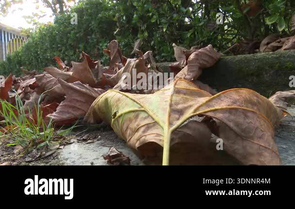 Dry fallen leaves lie scattered across a field, creating a natural ...