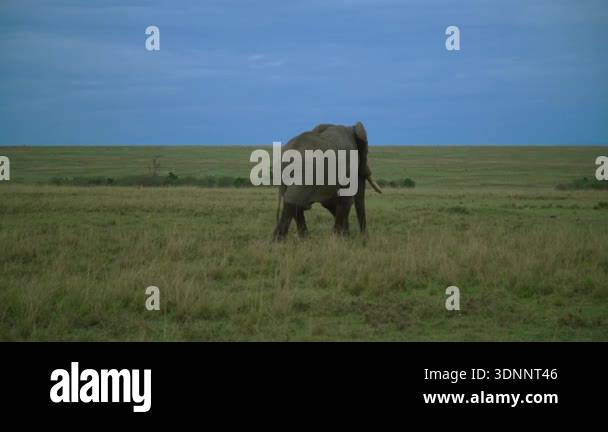 An adult African elephant walks through the tall savanna grassland ...