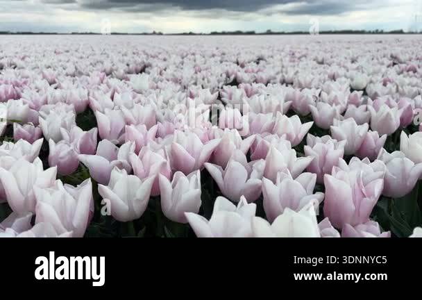 Famouse pale pink tulip field with rows in sunny day with blue sky ...