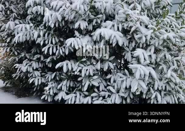 evergreen shrubs covered, cherry laurel, common laurel and sometimes ...