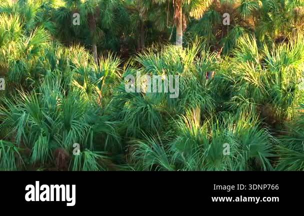 Beautiful tropical nature. Jungle rainforest with green palm trees and ...