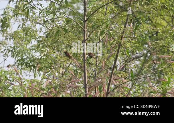 Nutmeg mannikin finch Stock Videos & Footage - HD and 4K Video Clips ...