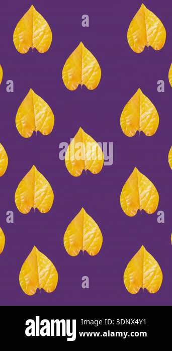 Animation of multiple orange autumn leaves over purple background ...