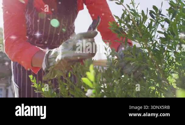 woman grabbing pruning shears and trimming shrub for garden maintenance ...