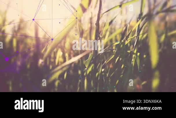 Sunlight pushing camera through grass while overlay forming then fading ...