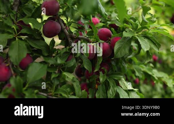 Plum trees are full of ripe fruit, surrounded by green leaves. The ...
