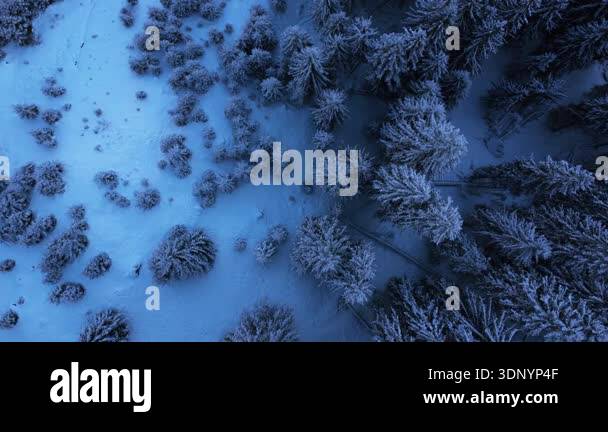 Landing shot of a snowy alpine pine trees forest landscape in Saalbach ...