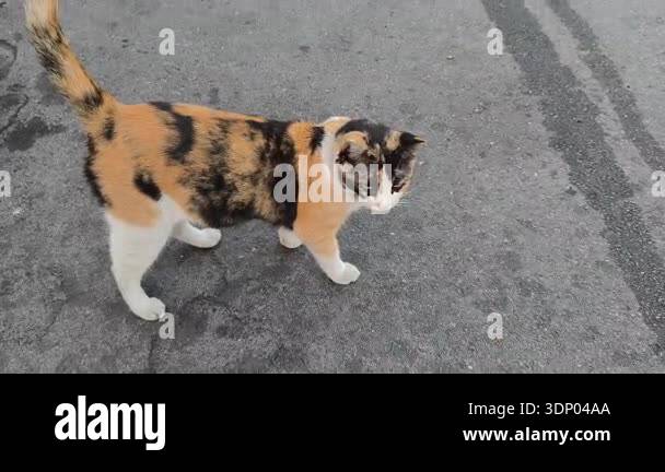 4K video footage. A vibrant calico cat with orange black and white ...