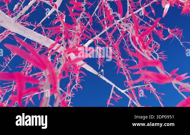 Vibrant pink leaves adorn a tree. Festive garlands create a magical ...