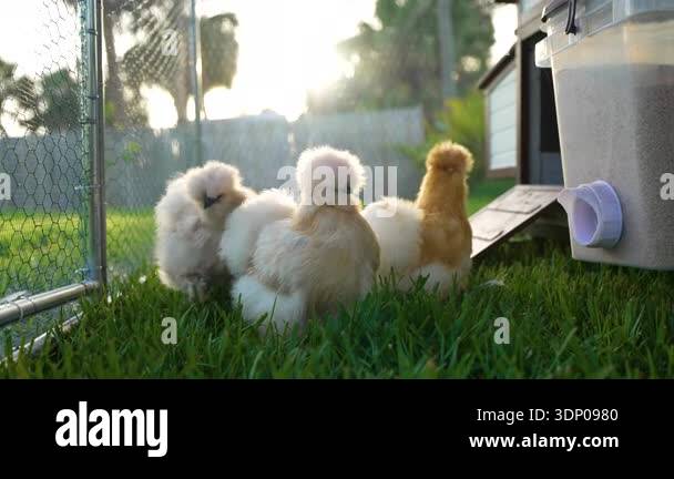 Keeping domestic chicken in free range chicken coop on home backyard ...