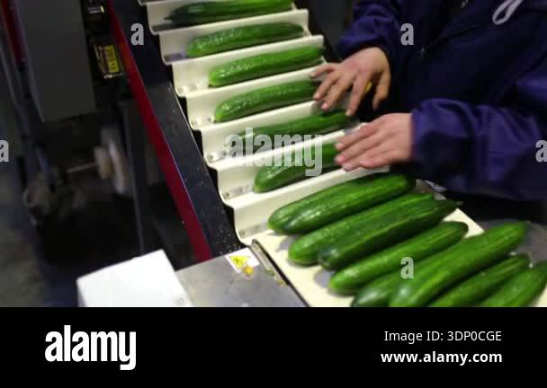Packaging machine for cucumber at factory Stock Video Footage - Alamy