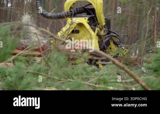 Mechanical arm strips the bark from a freshly chopped tree trunk in a ...