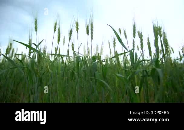 Wheat Field Waves Moved by Summer Wind Stock Video Footage - Alamy