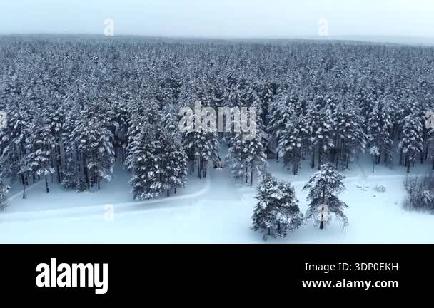 Drone Over Snowy Forest Clearing, Open Glade Surrounded By Tall Pines ...