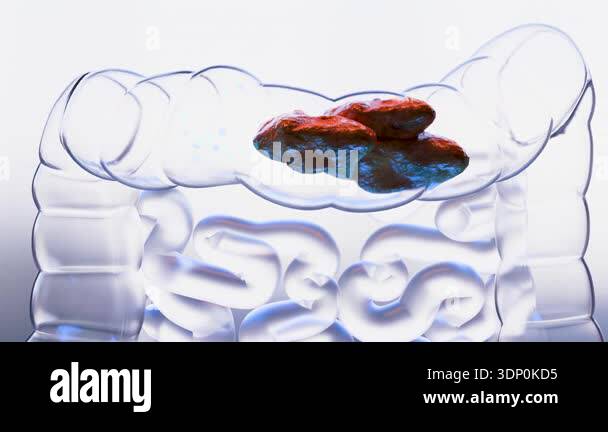 Anatomy of the human digestive system, concept of the intestine ...