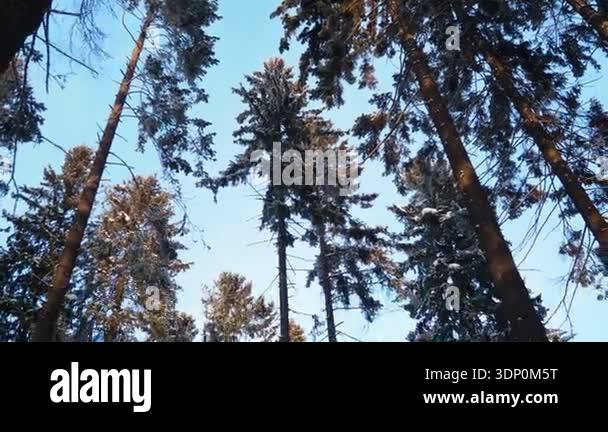 Winter snowy forest. Panning camera from top to bottom. Coniferous ...