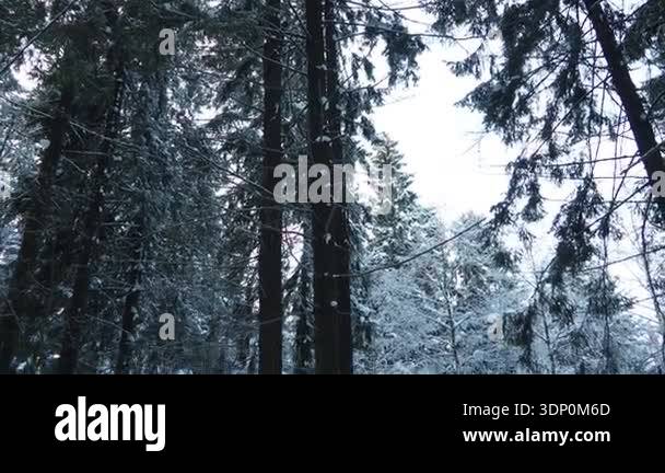 Winter snowy forest. Panning camera from top to bottom. Coniferous ...