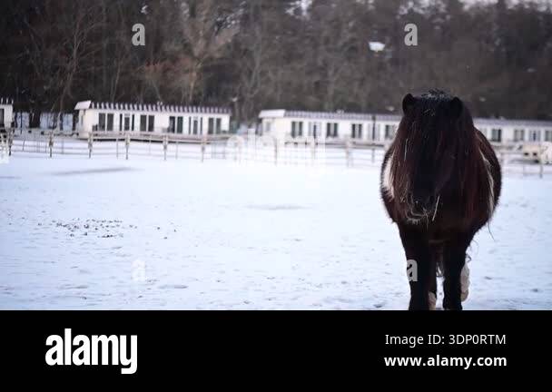 Horse in snow at stable with buildings in background during winter ...