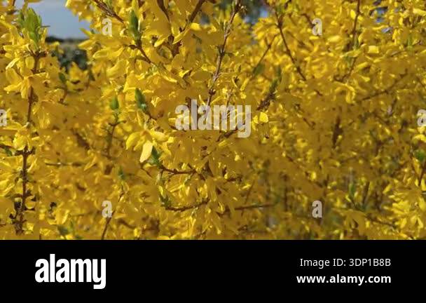 Yellow spring flowers blooming on bush. Bright yellow flowers cover ...