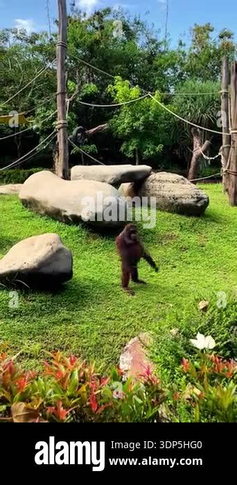 An orangutan stands on the grass against a beautiful backdrop, raising ...