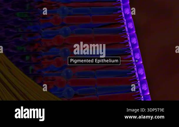 Photoreceptor cells retina Stock Videos & Footage - HD and 4K Video ...