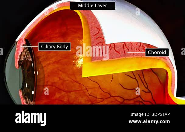 Choroid and the retina Stock Videos & Footage - HD and 4K Video Clips ...