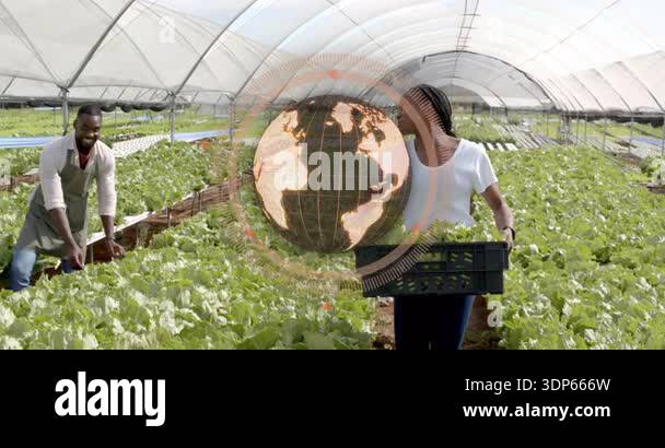 Upon globe overlay appearing farm worker shifting crate filling lettuce ...