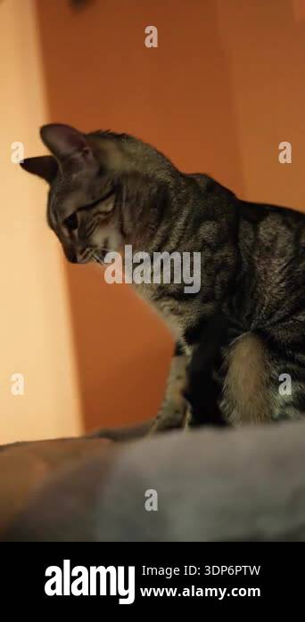 Young domestic tabby cat interacting playfully with a human hand ...