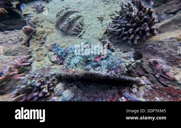 Bearded scorpionfish Scorpaenopsis barbata hiding camouflaged on ...