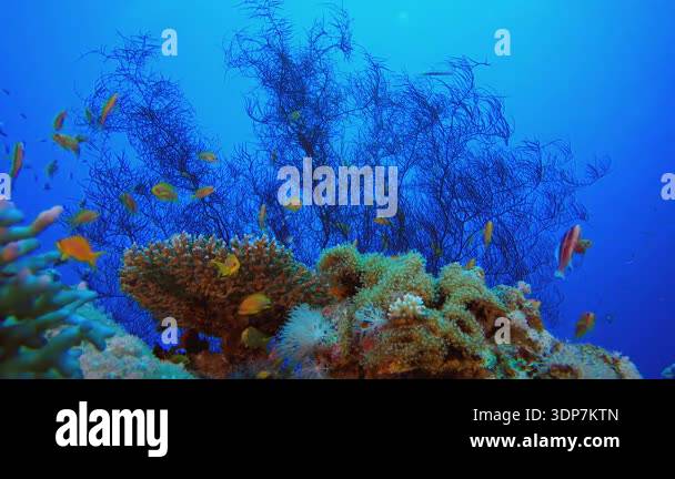 Colourful Underwater Reef Soft Corals. Underwater tropical colourful ...