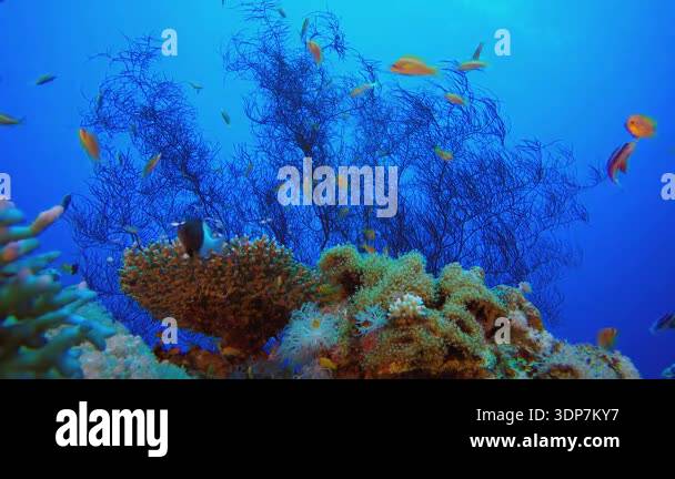 Marine Life Fish Scene. Underwater tropical colourful soft-hard corals ...